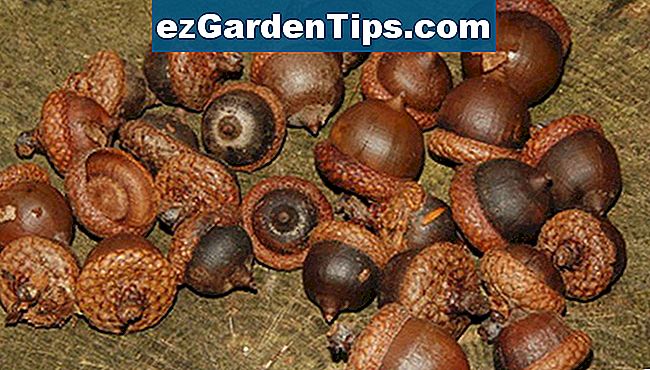 Wie man einen Baum durch seine Frucht identifiziert 🌱 Tipps Gärtner ...