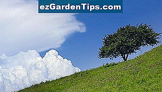 Cómo plantar un árbol en una pendiente 🌱 Tips Jardineros - Es ...