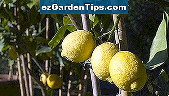 Comment tailler un citronnier nain 🌱 Conseils Jardiniers - Fr ...