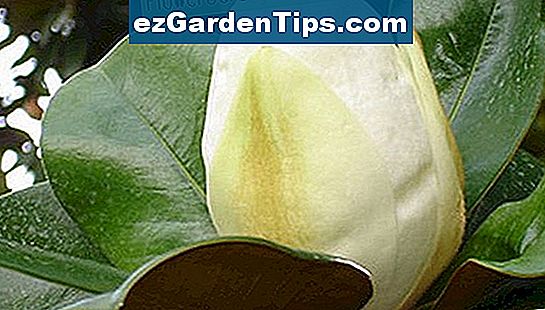 Kako presaditi drvo magnolije 🌱 Savjeti Vrtlari - Hr.ezGardenTips.com