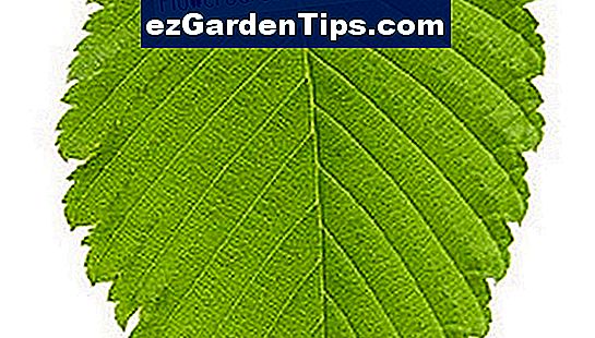Levenscyclus van een Amerikaanse iepboom 🌱 Tips Tuinders - Nl ...