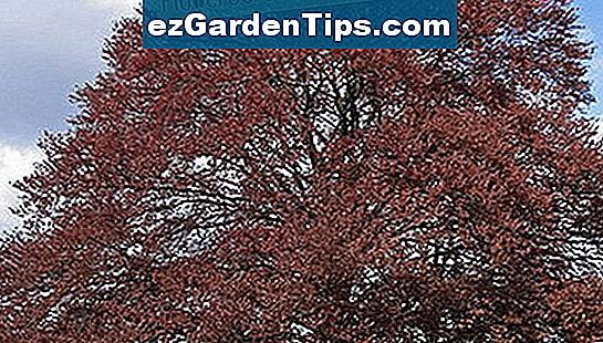 Semnificația unui copac de fag 🌱 Sfaturi Grădinari - Ro.ezGardenTips.com