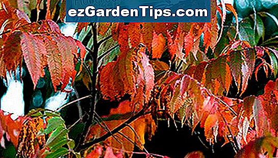 Identificación del Zumaque venenoso 🌱 Tips Jardineros - Es.ezGardenTips.com