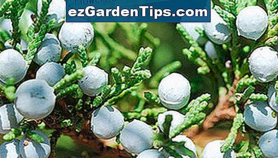 Fatos da árvore de cedro vermelho 🌱 Dicas Jardineiros - Pt.ezGardenTips.com