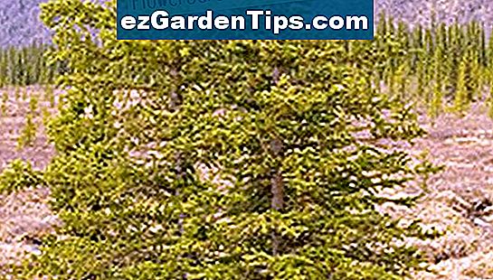 Variétés de cèdres 🌱 Conseils Jardiniers - Fr.ezGardenTips.com